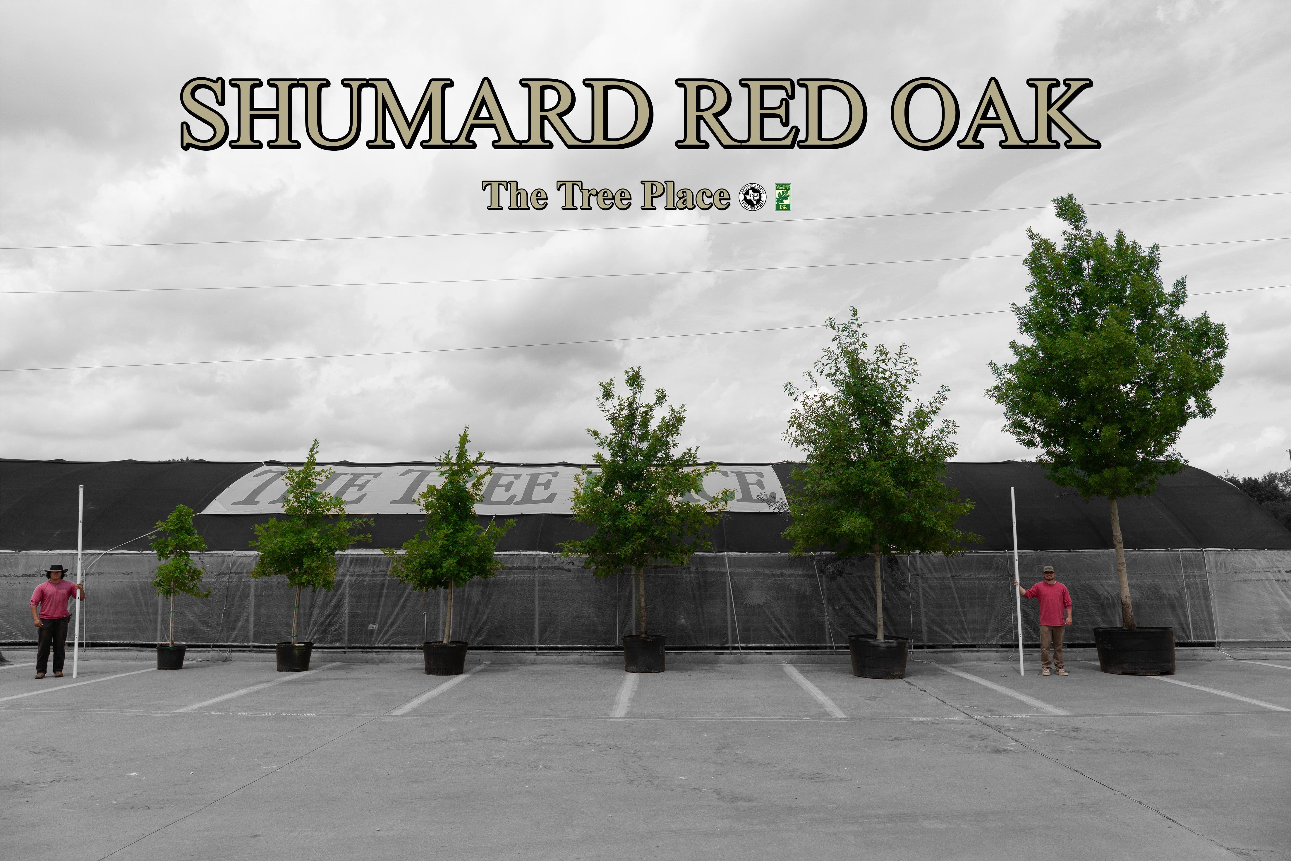 Tree Nursery in Dallas–Fort Worth | Buy Large Trees & Professional ...