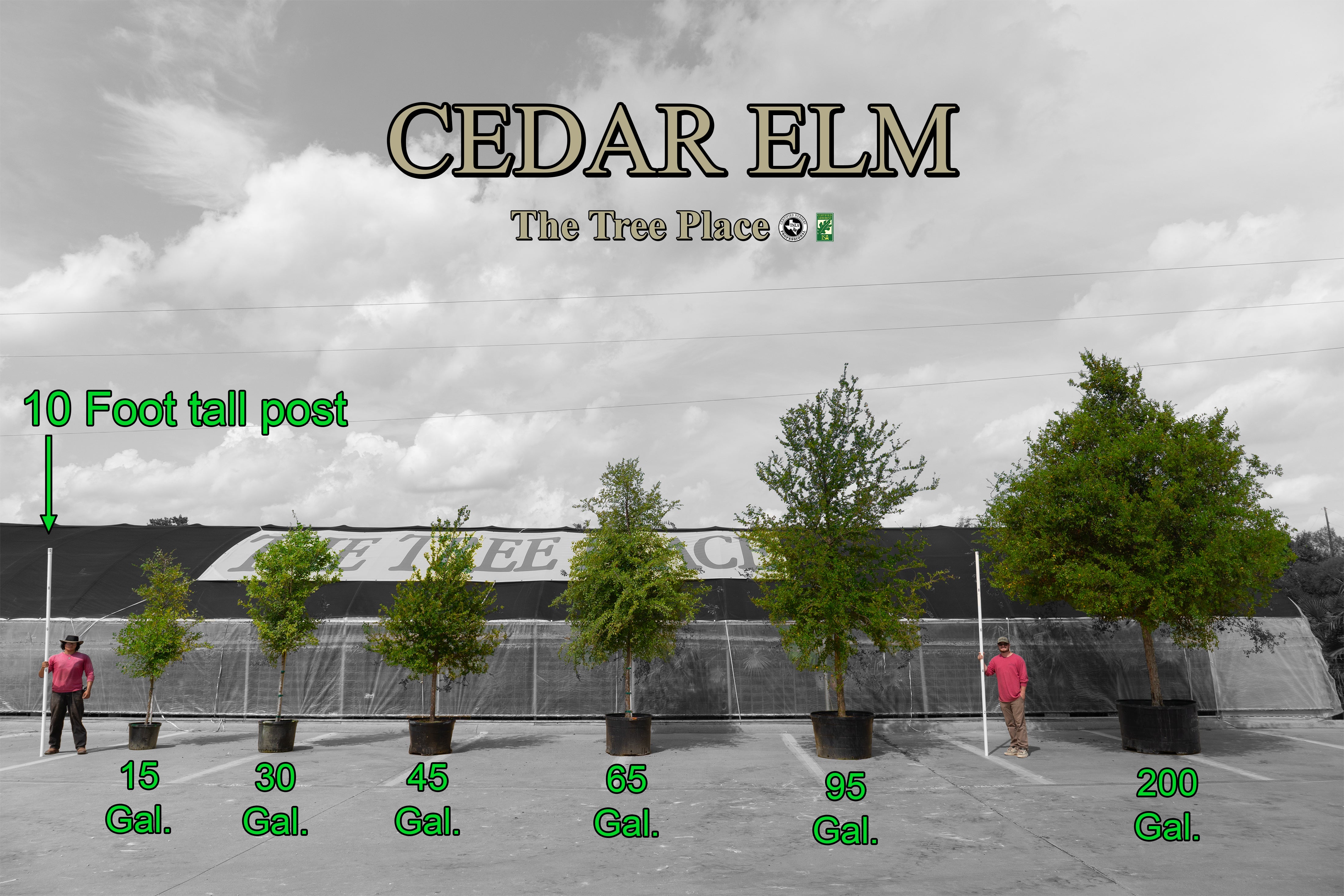 Cedar Elm - Fort Worth, Texas - The Tree Place – The Tree Place TX