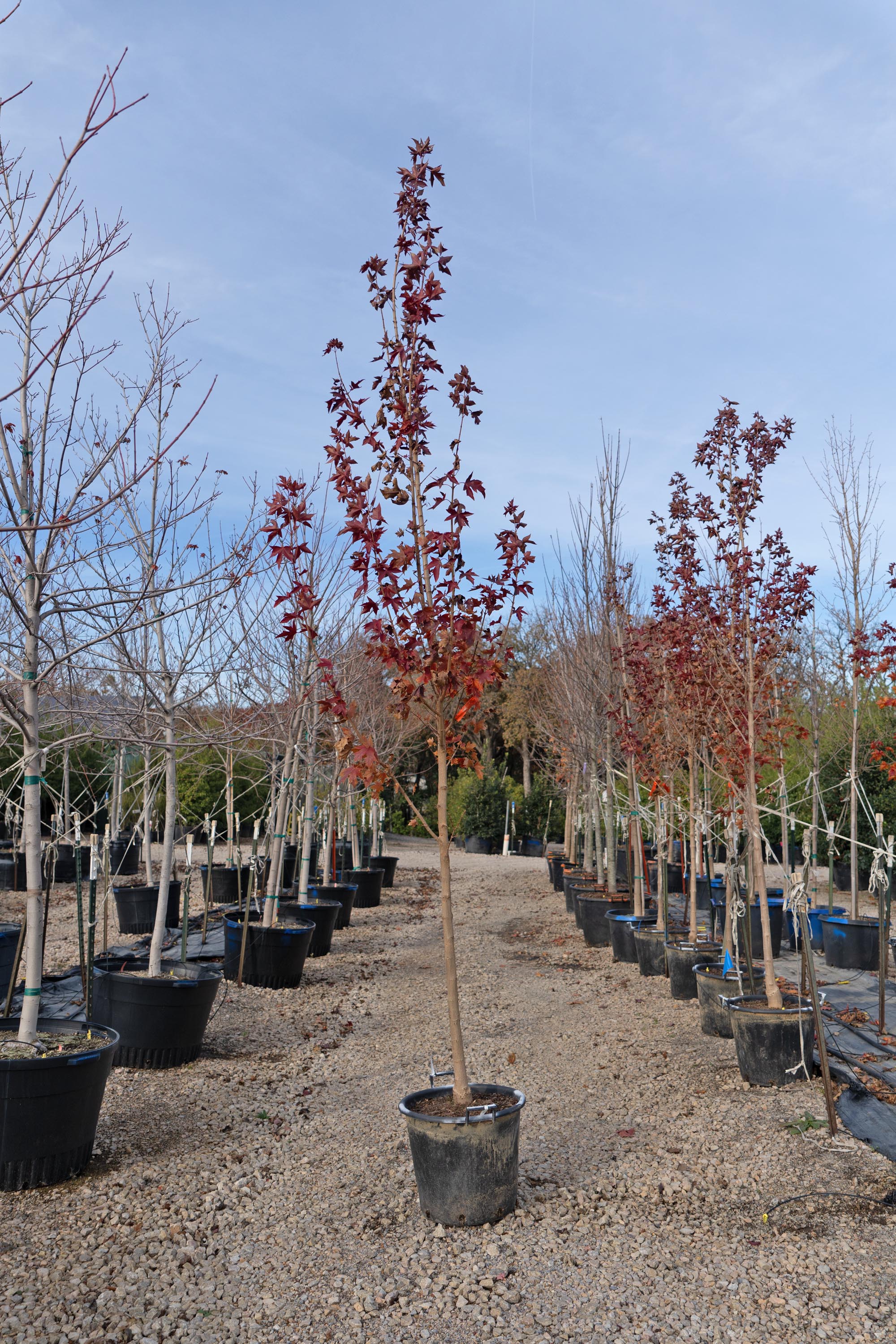 Fire Dragon Shantung Maple - Fort Worth, Texas - The Tree Place – The ...