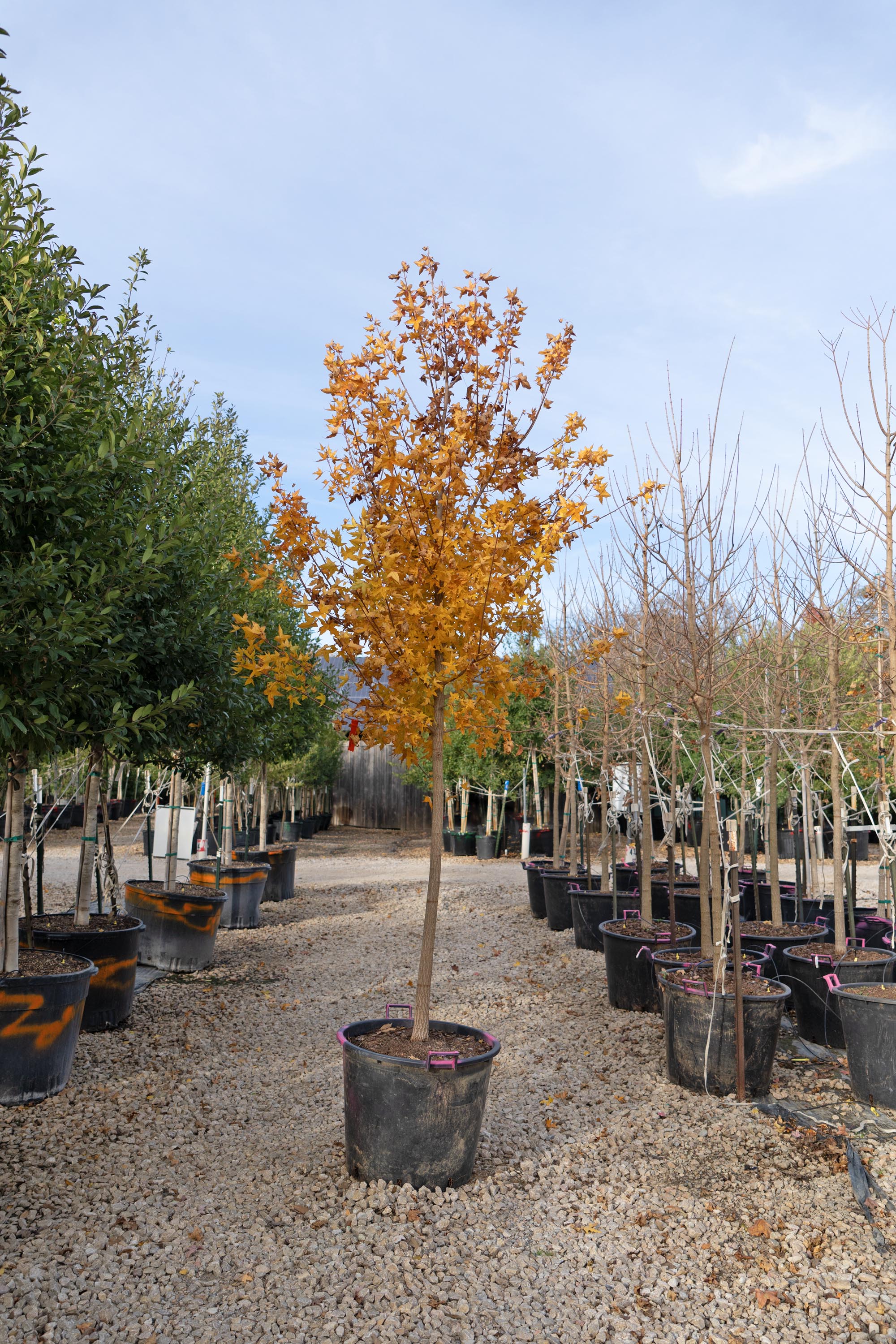 Fire Dragon Shantung Maple - Fort Worth, Texas - The Tree Place – The ...