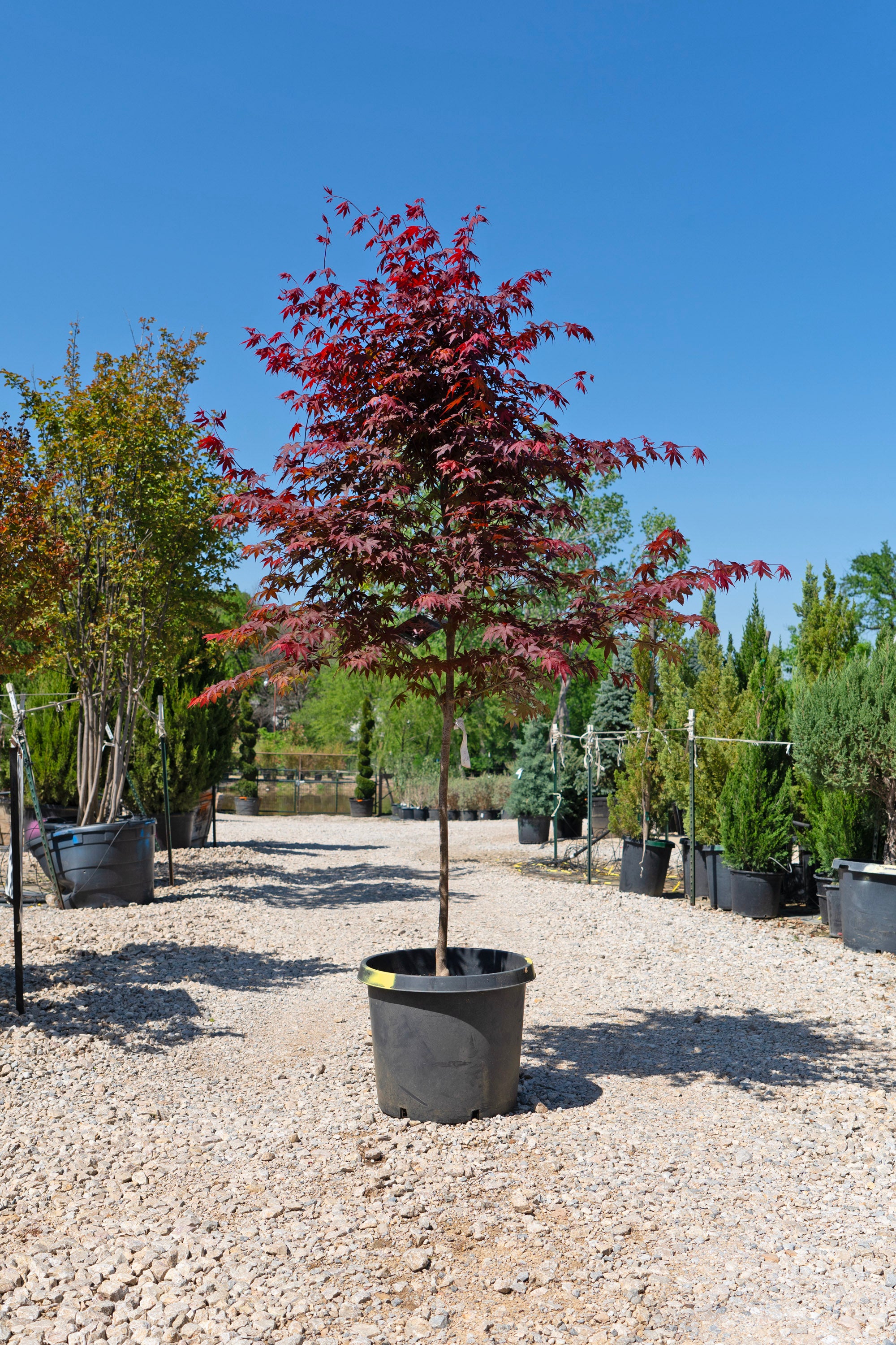 Emperor 1 Japanese Maple - Acer Palmatum 'Wolff' – The Tree Place TX