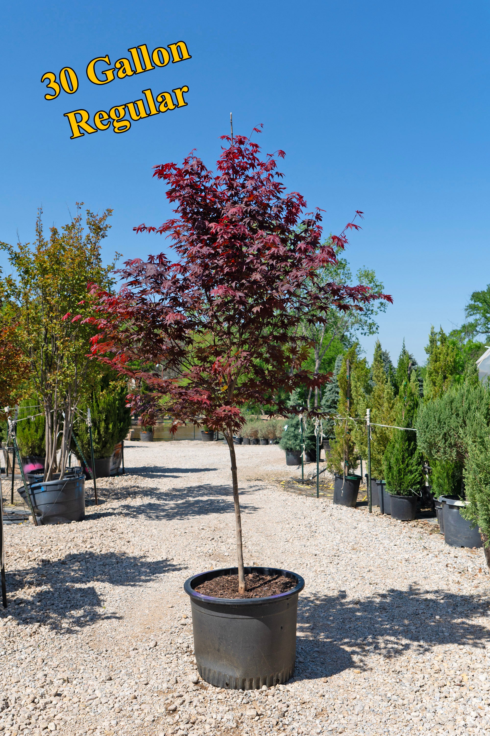 Emperor 1 Japanese Maple - Acer Palmatum 'Wolff' – The Tree Place TX