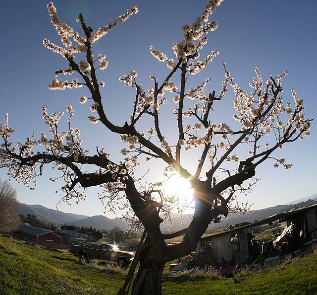 Apricot Trees - Fort Worth, Texas - The Tree Place – The Tree Place TX
