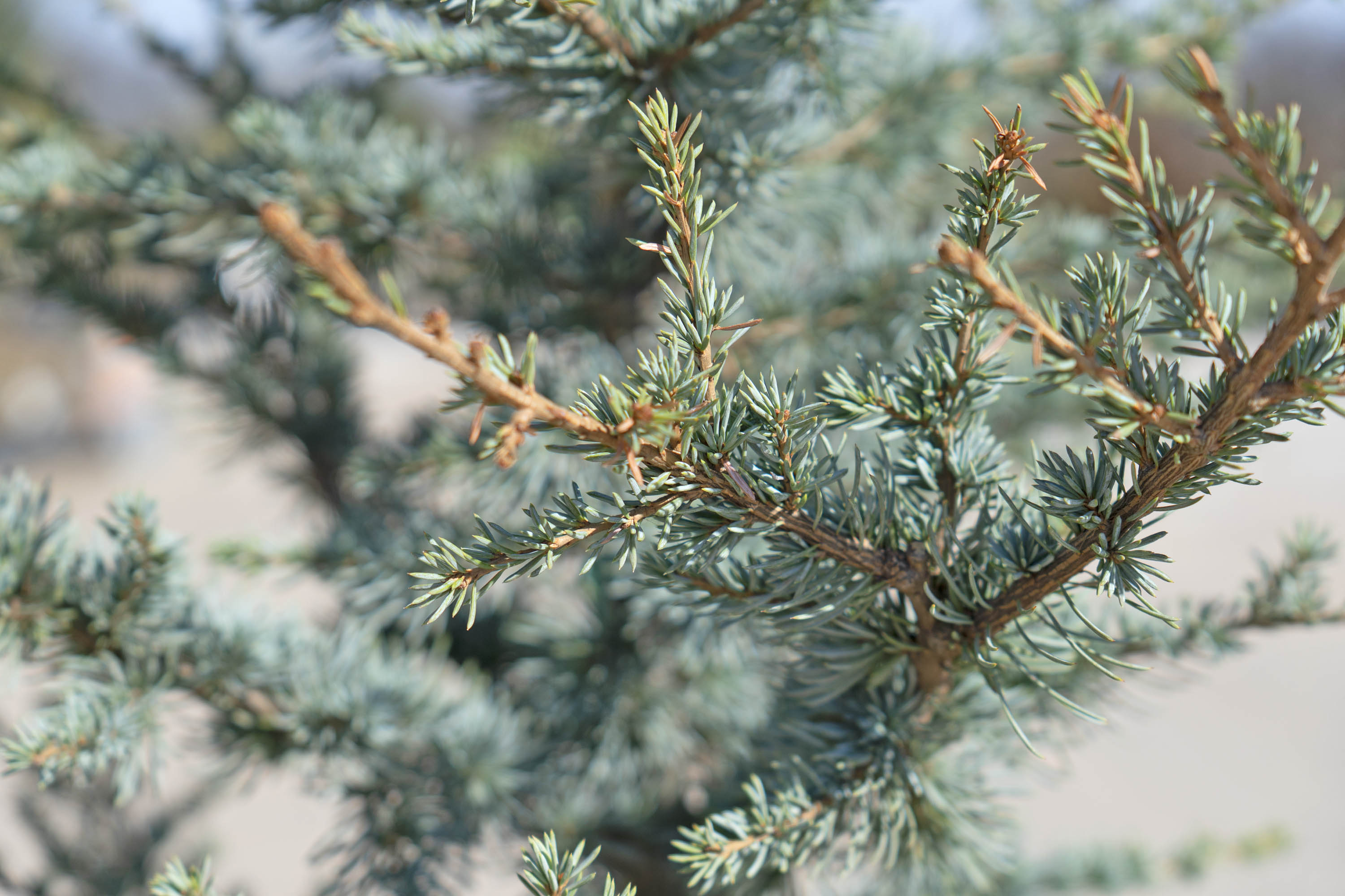 Dwarf Hortsmann Blue Atlas Cedar - Fort Worth, Texas - The Tree Place ...