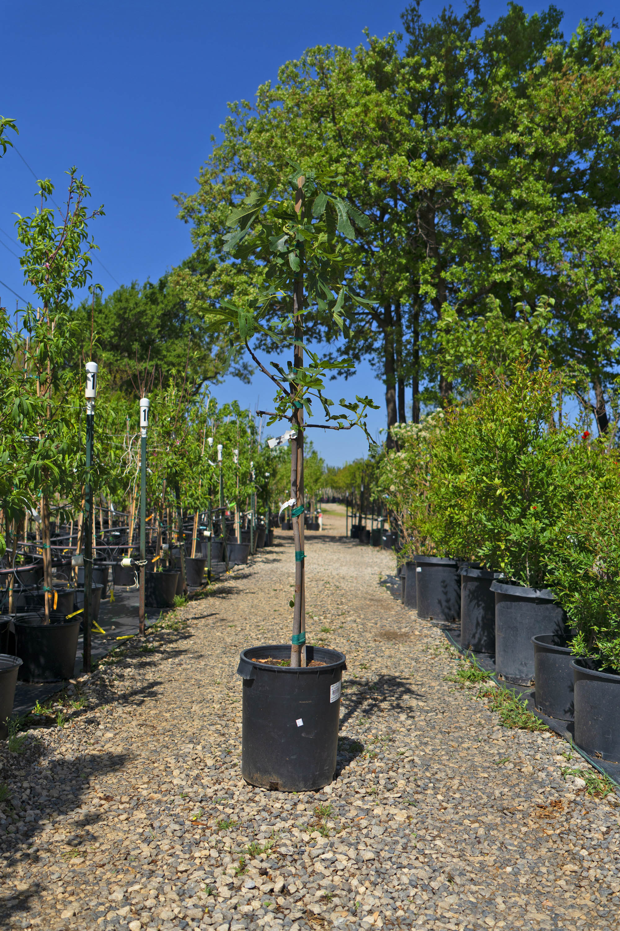 Fig Trees - Fort Worth, Texas - The Tree Place – The Tree Place TX