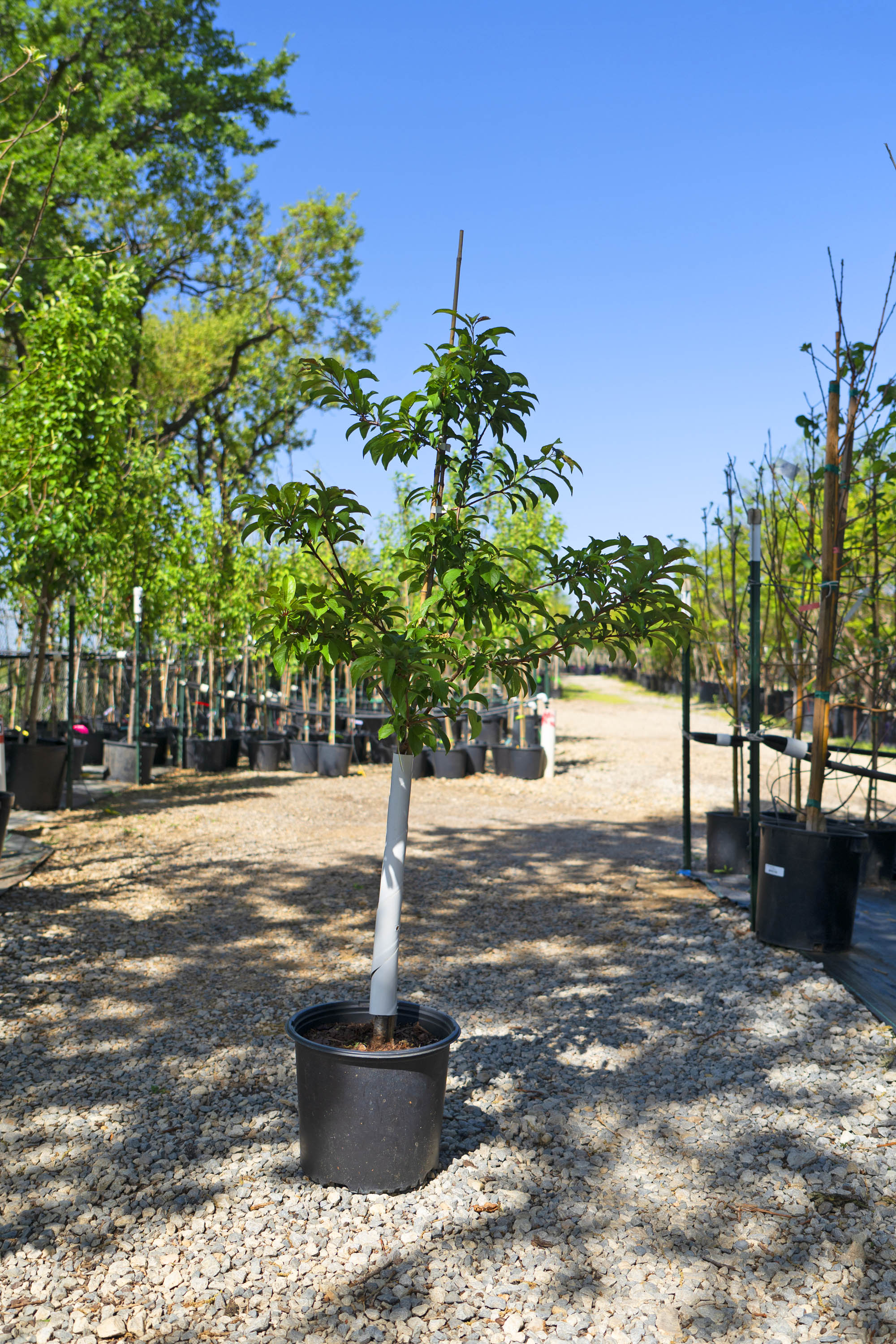 Plum Trees - Fort Worth, Texas - The Tree Place – The Tree Place TX