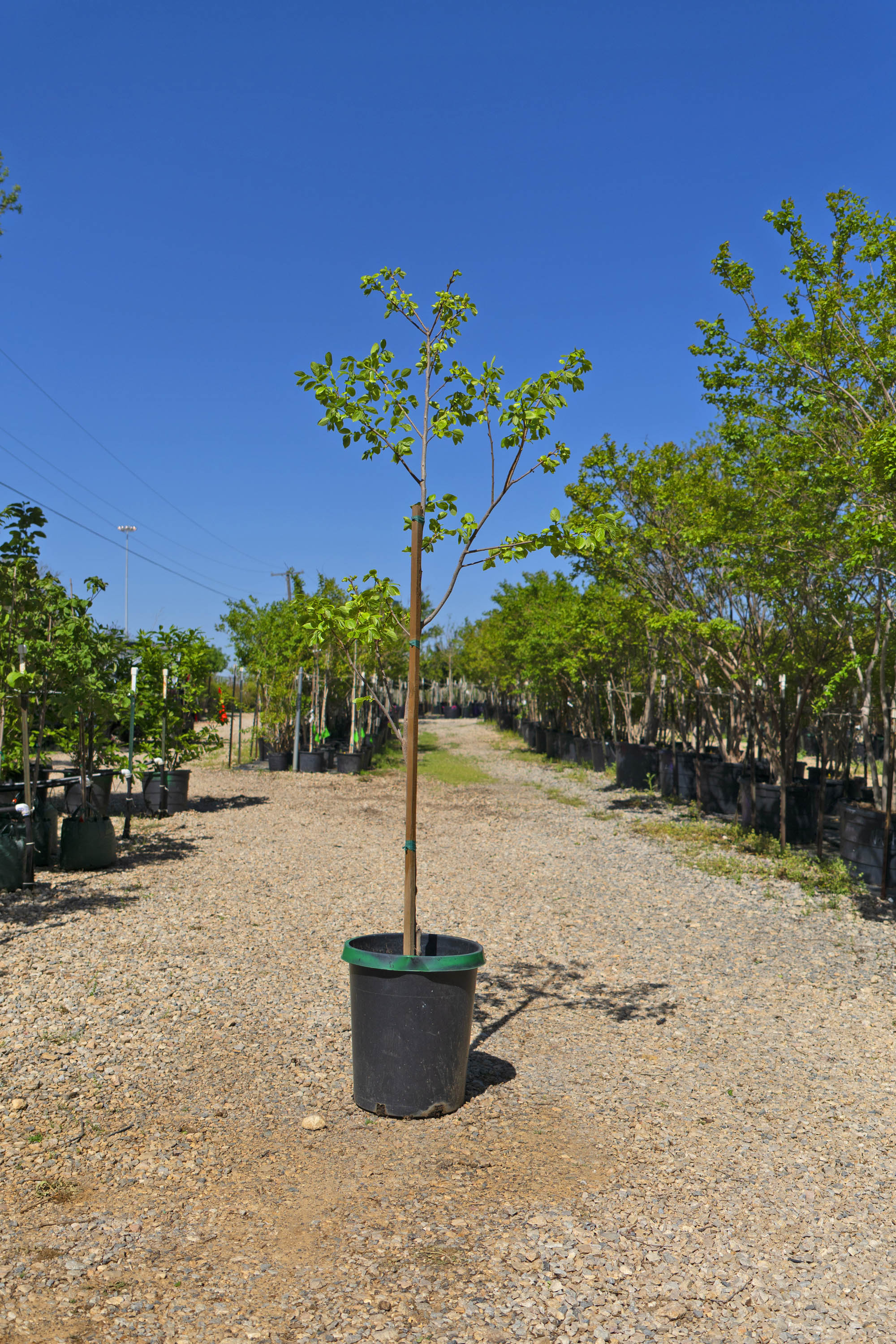 Apricot Trees - Fort Worth, Texas - The Tree Place – The Tree Place TX