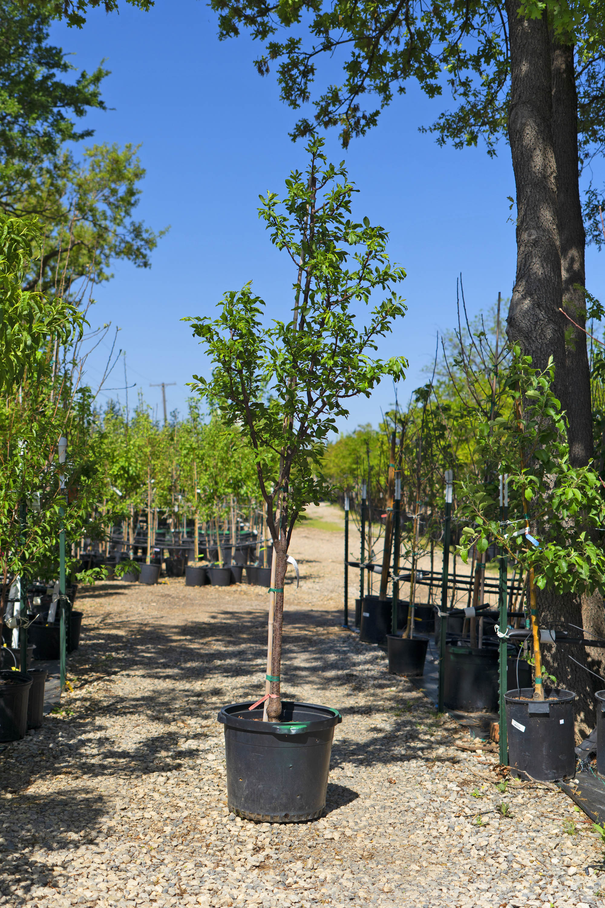 Plumcot Trees - Fort Worth, Texas - The Tree Place – The Tree Place TX