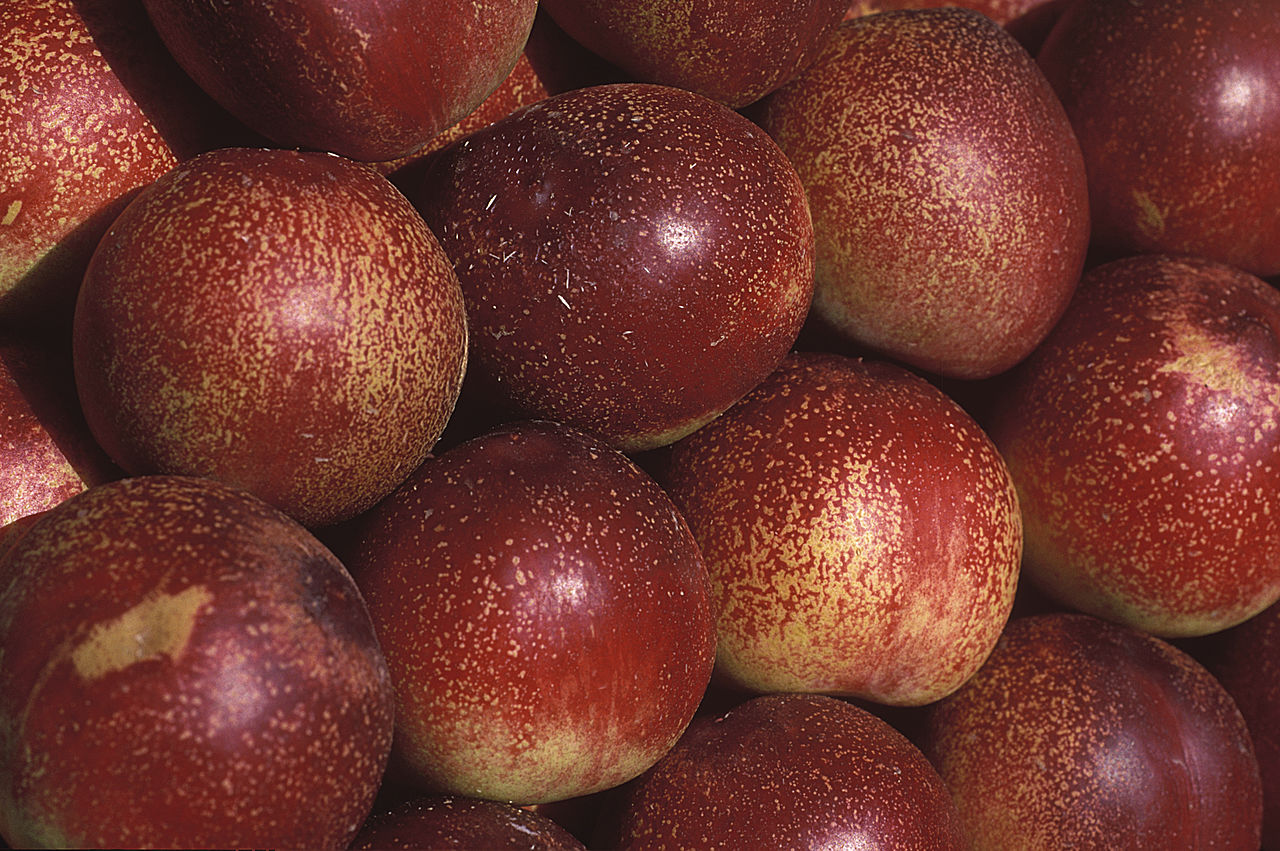 Nectarine Trees - Fort Worth, Texas - The Tree Place – The Tree Place TX