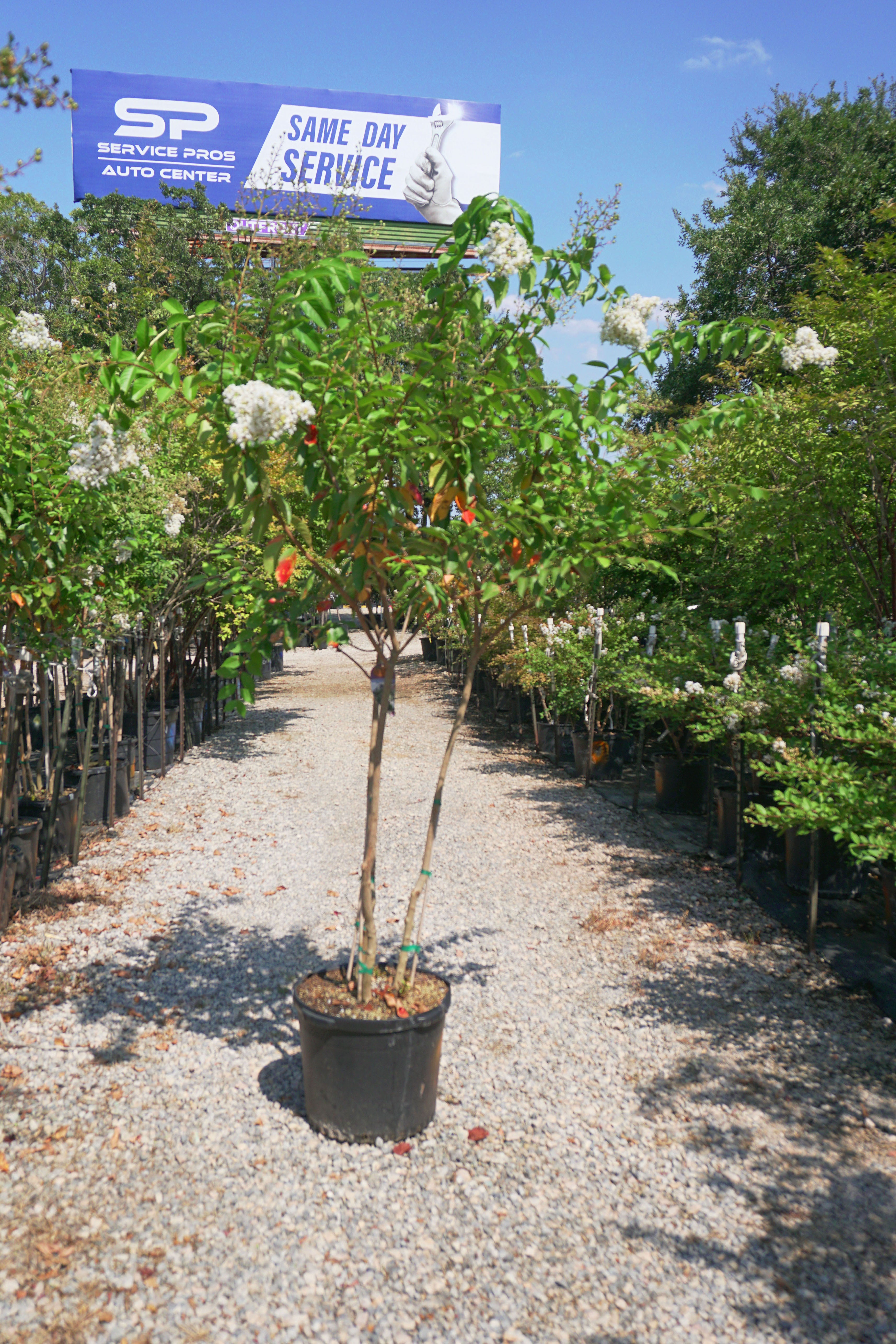 Natchez Crepe Myrtle Tree Lagerstroemia Indica 'Natchez' Crape
