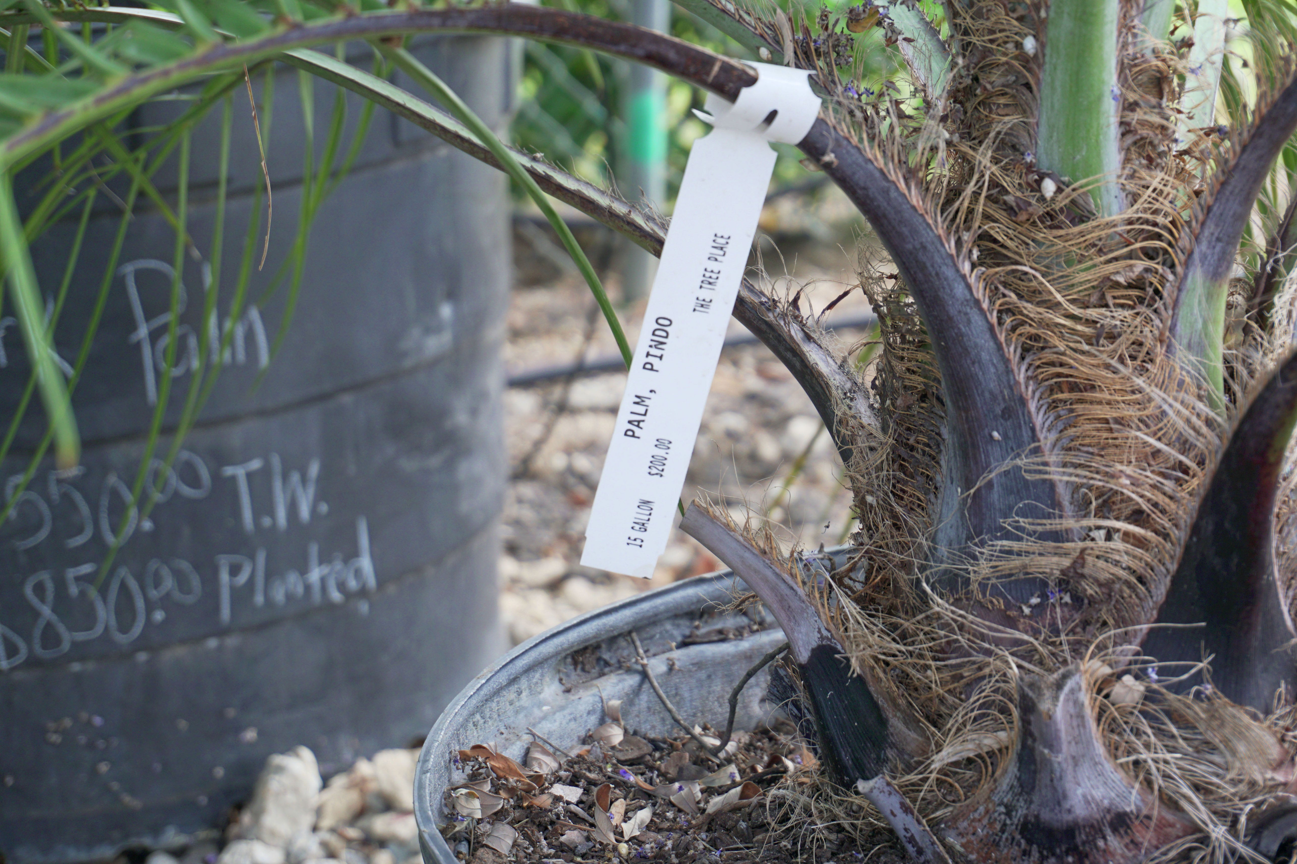 Pindo Palm - Fort Worth, Texas - The Tree Place – The Tree Place TX