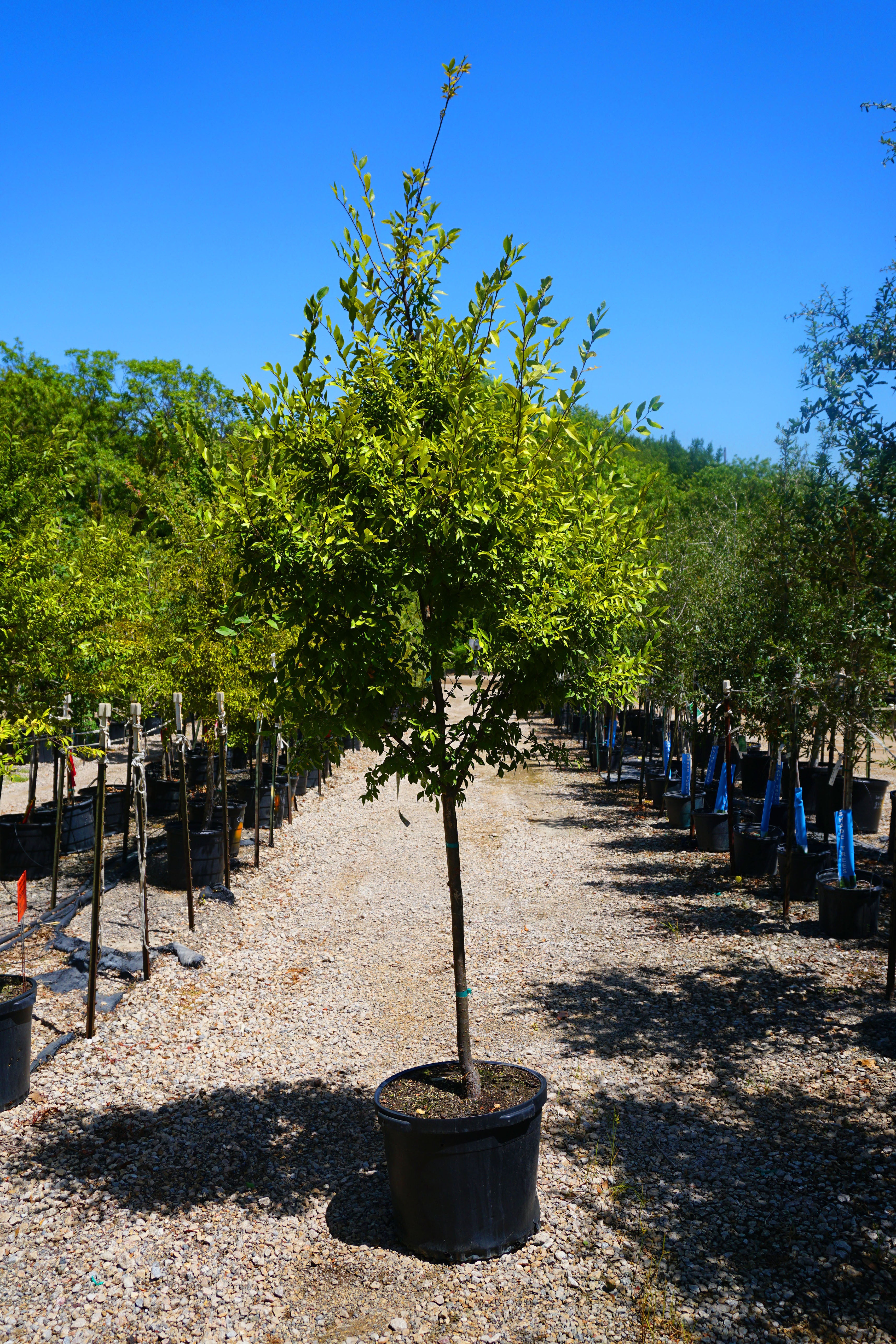 Allee Elm - Fort Worth, Texas - The Tree Place – The Tree Place TX