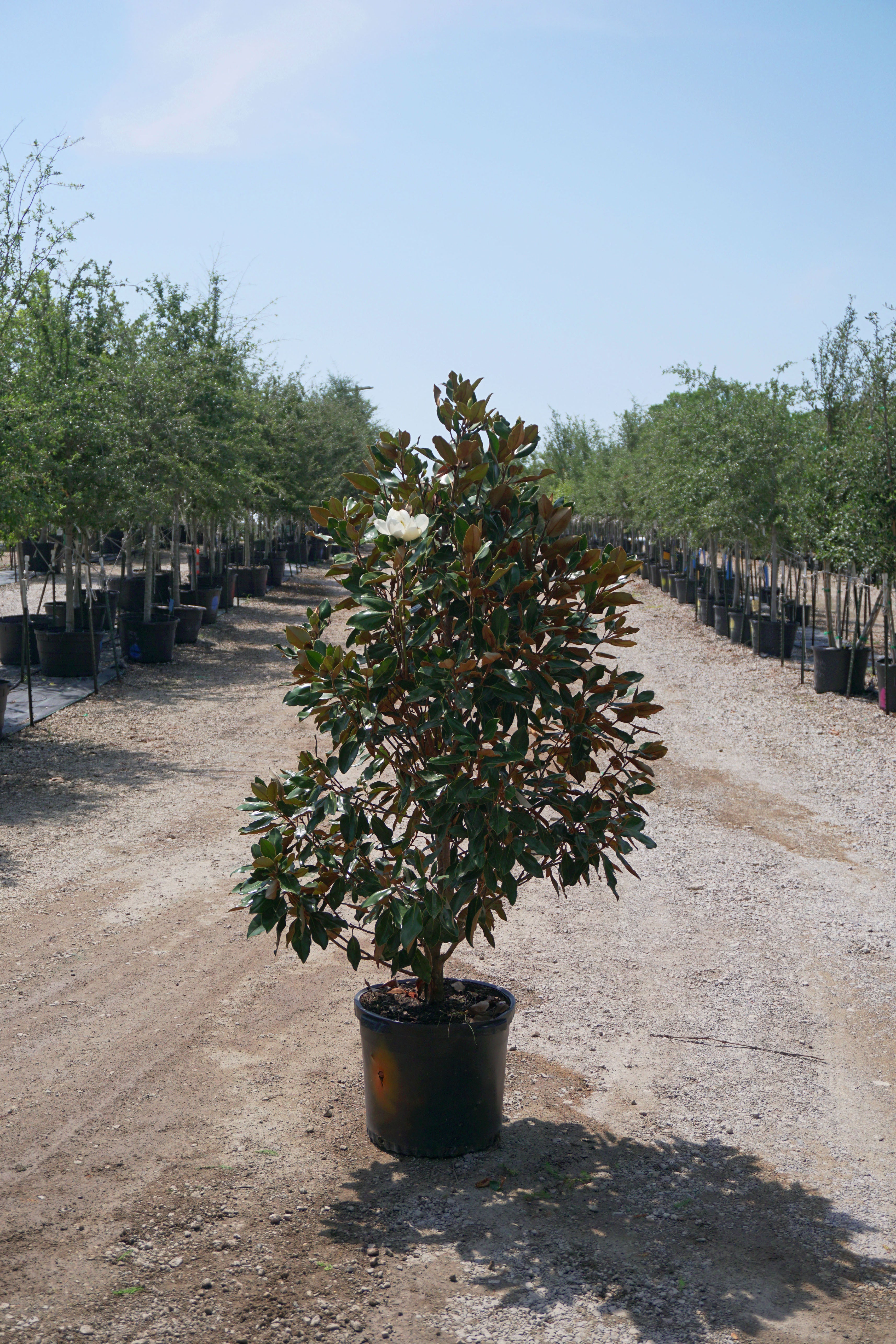 Claudia Wannamaker Magnolia - Fort Worth, Texas - The Tree Place – The ...
