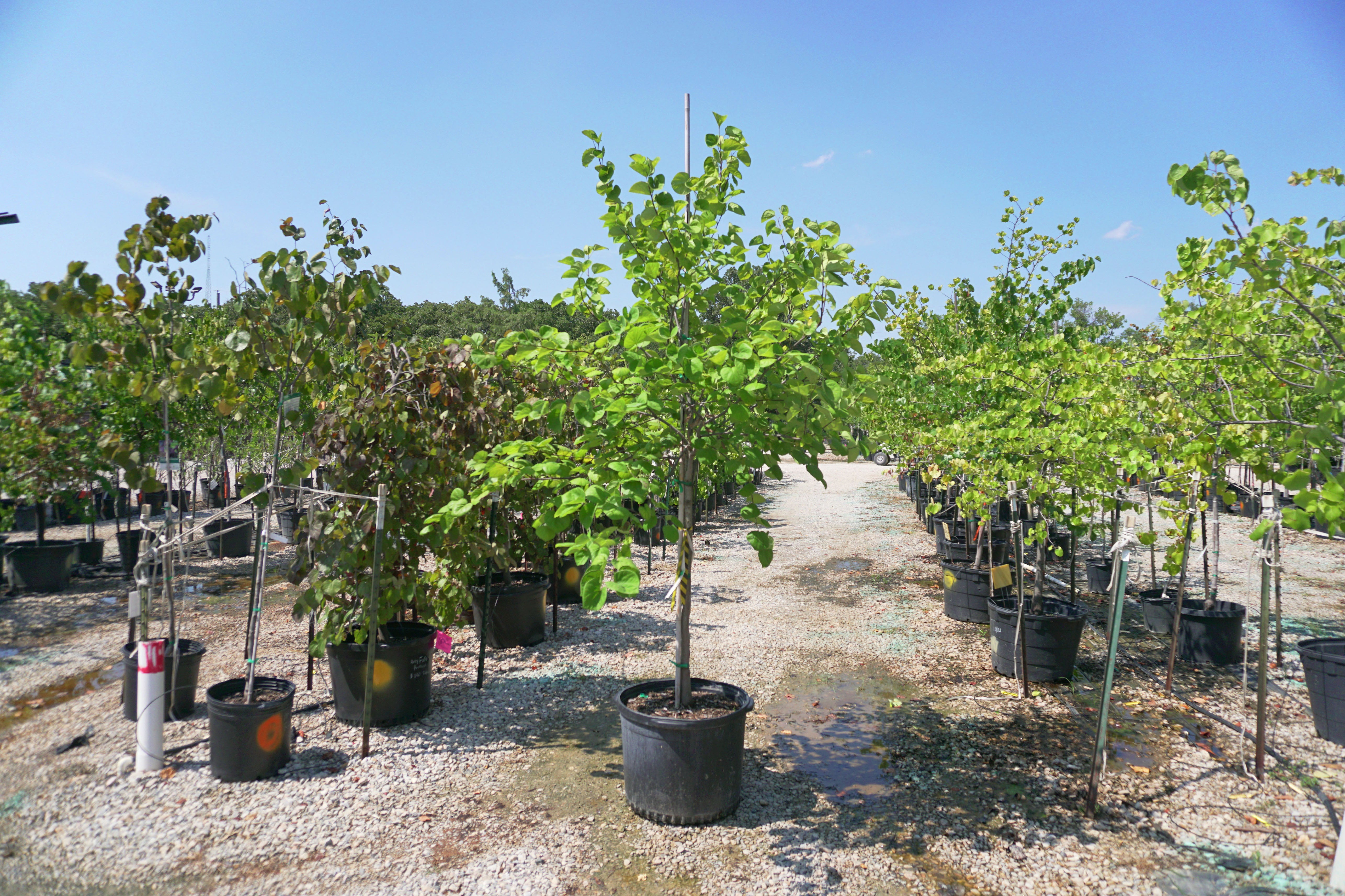 Texas Red Bud - Fort Worth, Texas - The Tree Place – The Tree Place TX