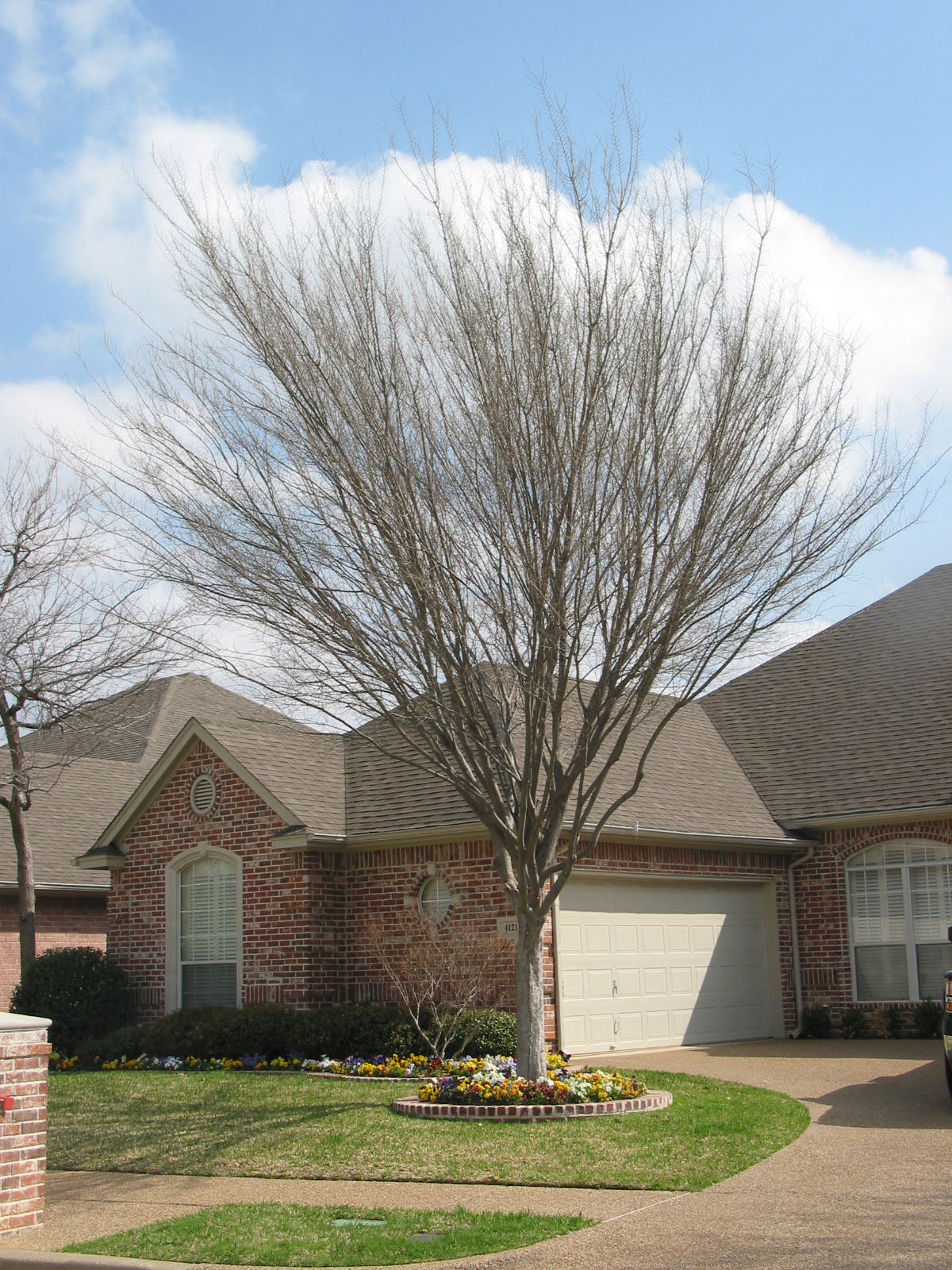 Lacebark Elm - Fort Worth, Texas - The Tree Place – The Tree Place TX