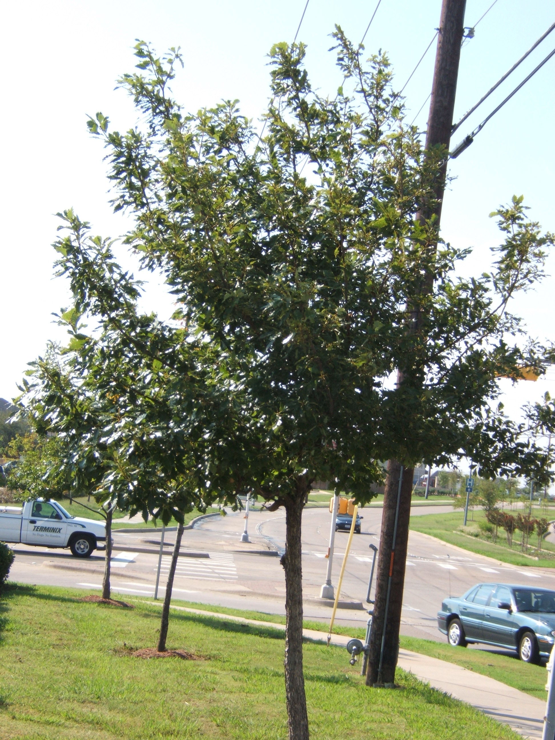 Chinquapin Oak - Fort Worth, Texas - The Tree Place – The Tree Place TX