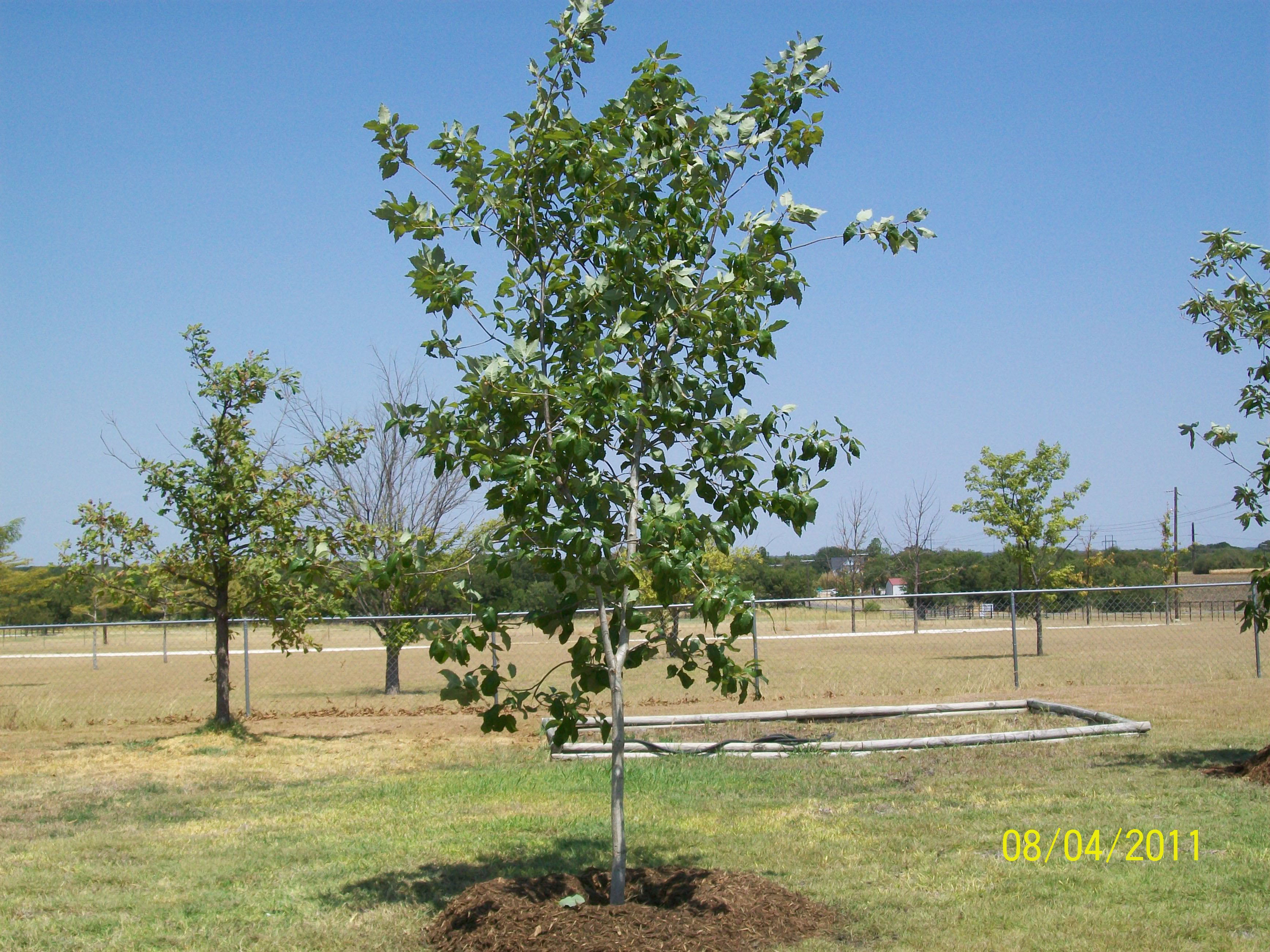 Chinquapin Oak - Fort Worth, Texas - The Tree Place – The Tree Place TX