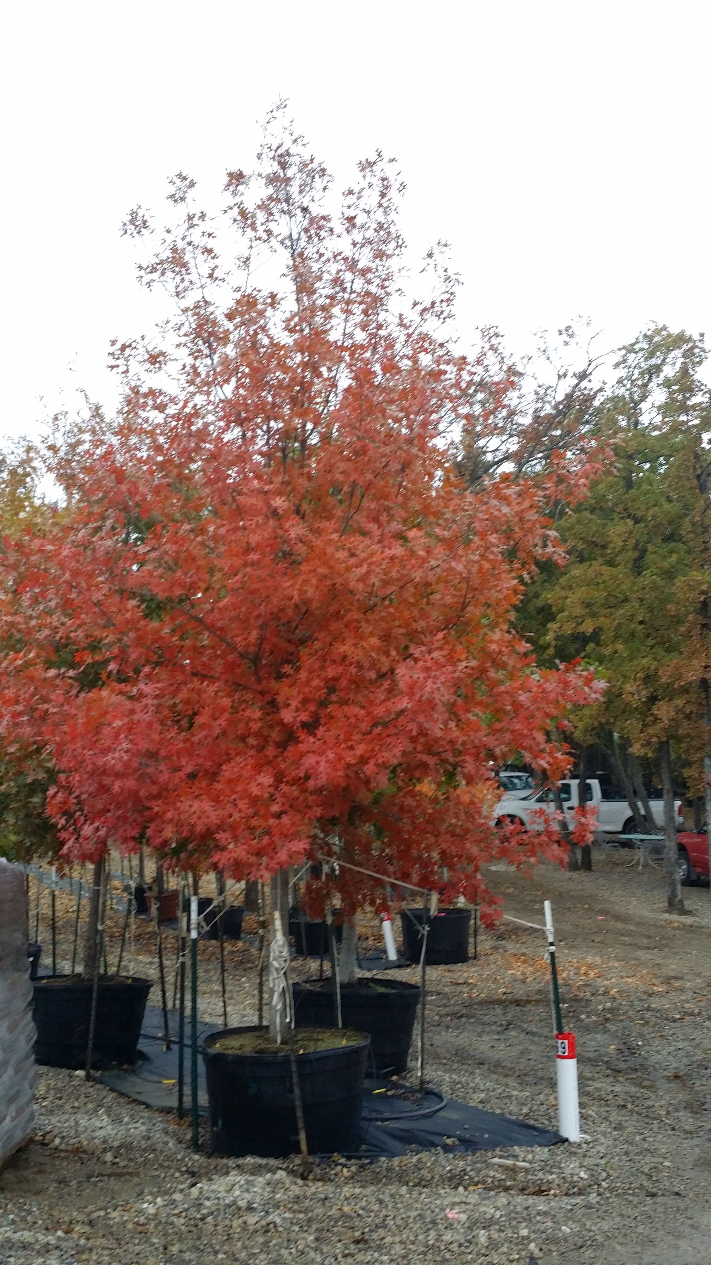 Shumard Red Oak - Fort Worth, Texas - The Tree Place Best Seller! – The ...